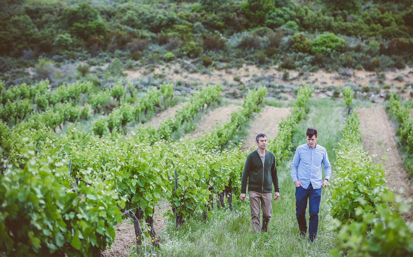 Vignoble - Vins et Vignes - Abbaye de Valmagne