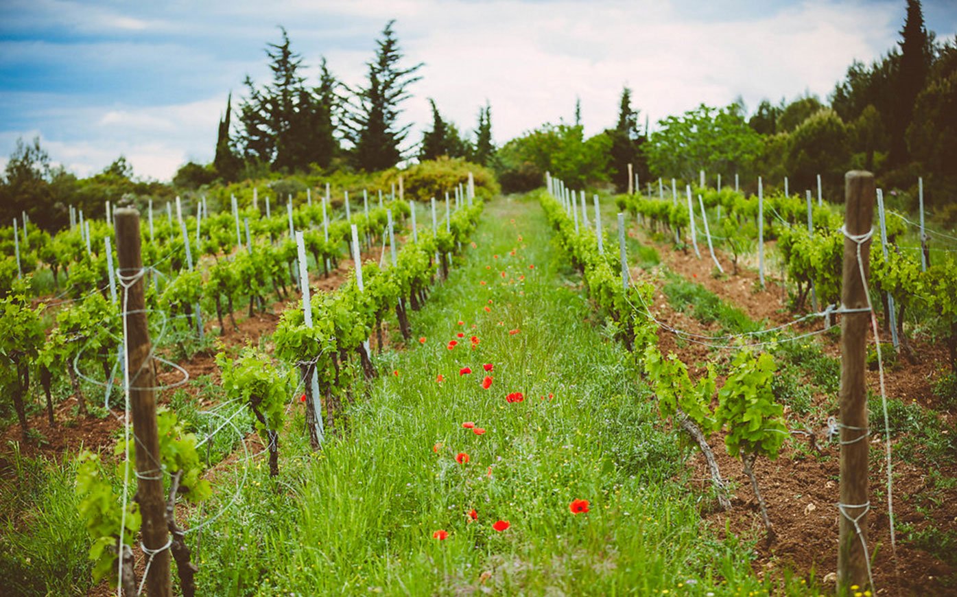 Vignoble - Vins et Vignes - Abbaye de Valmagne